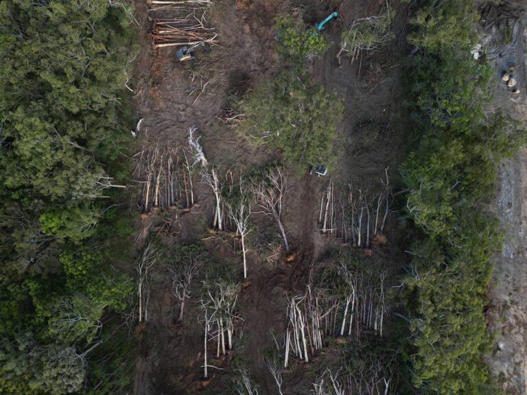 Macleay Living Sustainably — Habitat clearing underway | Sustainable ...